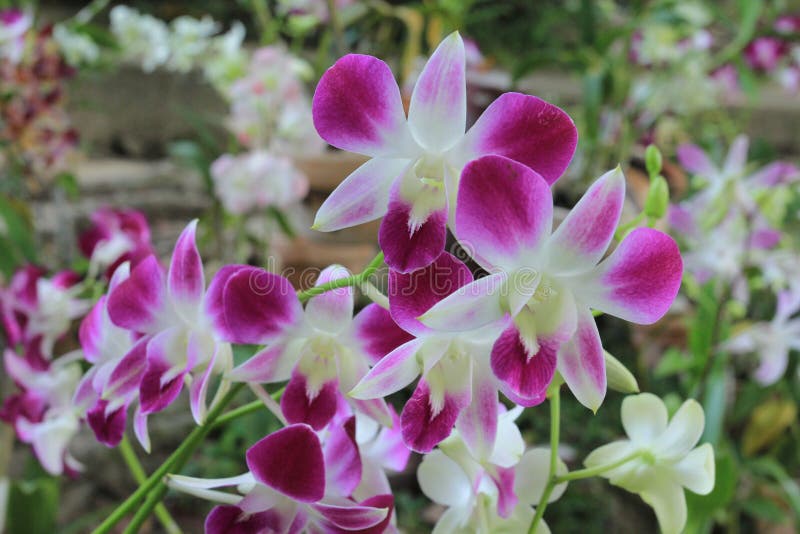 Beautiful Orchids. Also Called the Anggrek Dendrobium in Indonesia ...