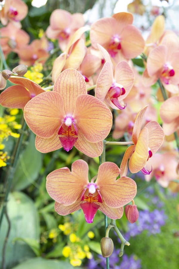 Beautiful Orchids that Brighten Up the Morning. Stock Photo - Image of ...