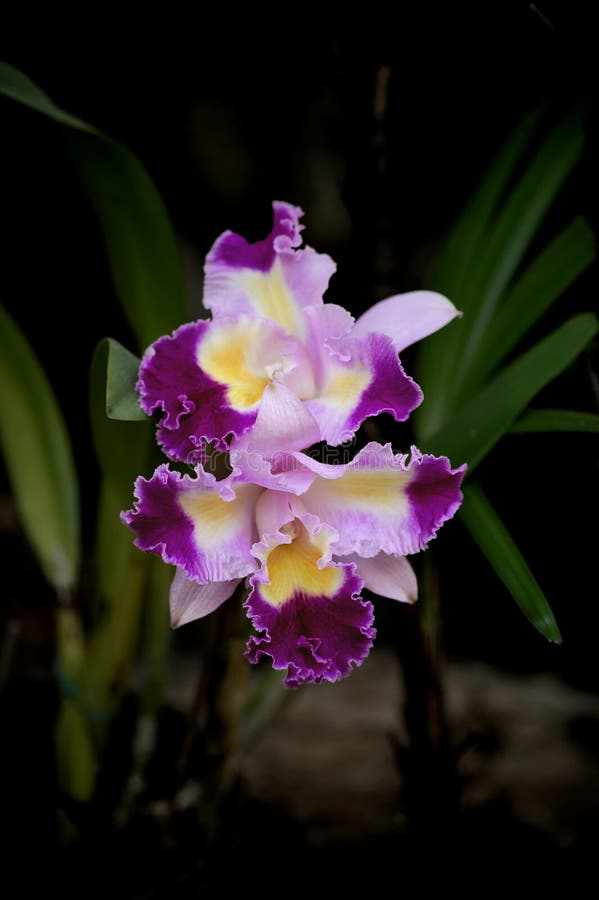 Beautiful Orchids in a Garden. Stock Photo - Image of decorative ...