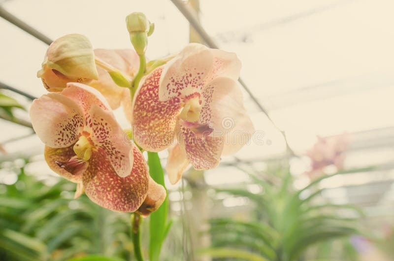 Beautiful Orchids Bloom in the Morning. Stock Photo - Image of macro ...