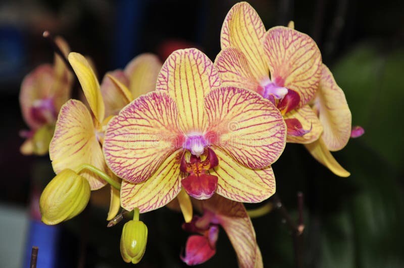 Beautiful Orchids, Butterfly Orchid Stock Photo - Image of yellow ...