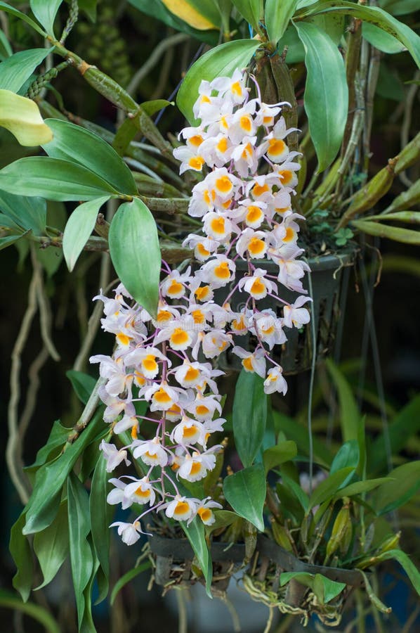 Beautiful orchids stock photo. Image of lily, tranquil - 49573162