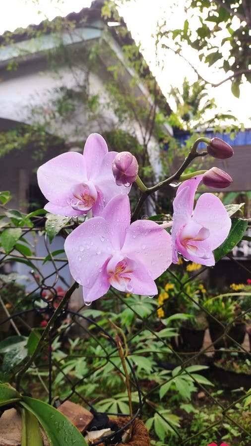 Beautiful Orchids Flower Five Petals Pink Stock Photo - Image of ...