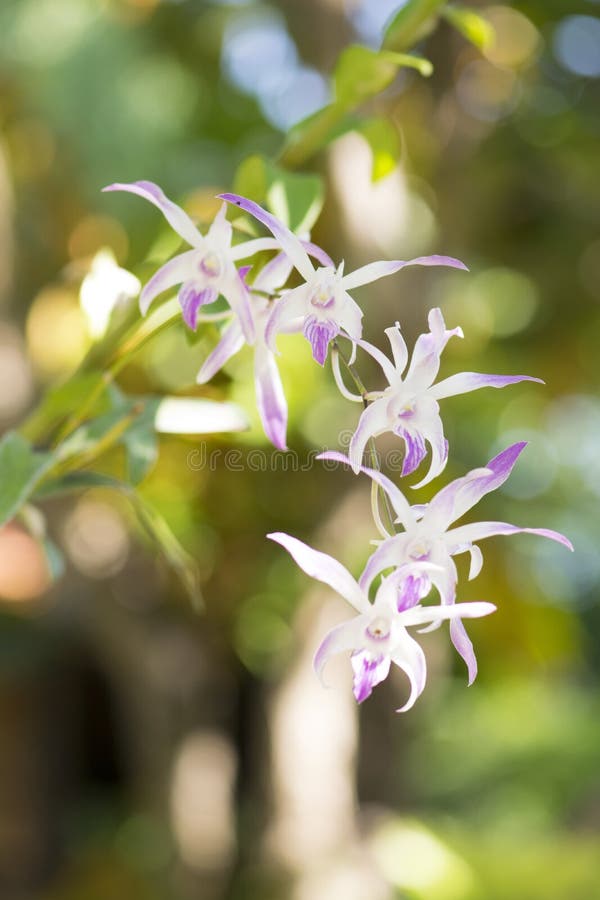Beautiful Orchids Flower in Garden Stock Image - Image of pink, purple ...
