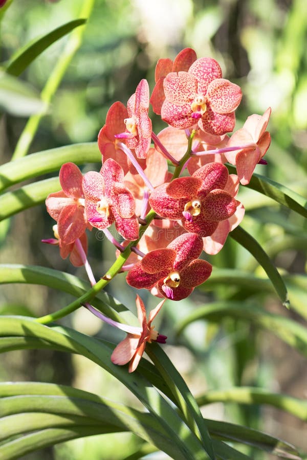 Beautiful Orchids Flower in Garden at Chaingmai Stock Photo - Image of ...