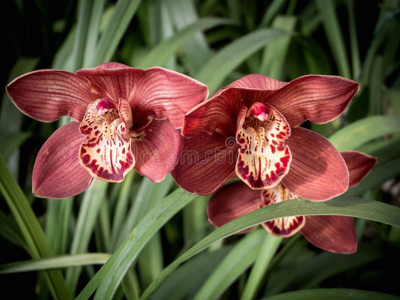 Beautiful Orchids in the Garden Stock Photo - Image of fresh, garden ...