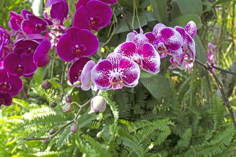 Beautiful Orchids in the Garden Stock Image - Image of summer, petal ...