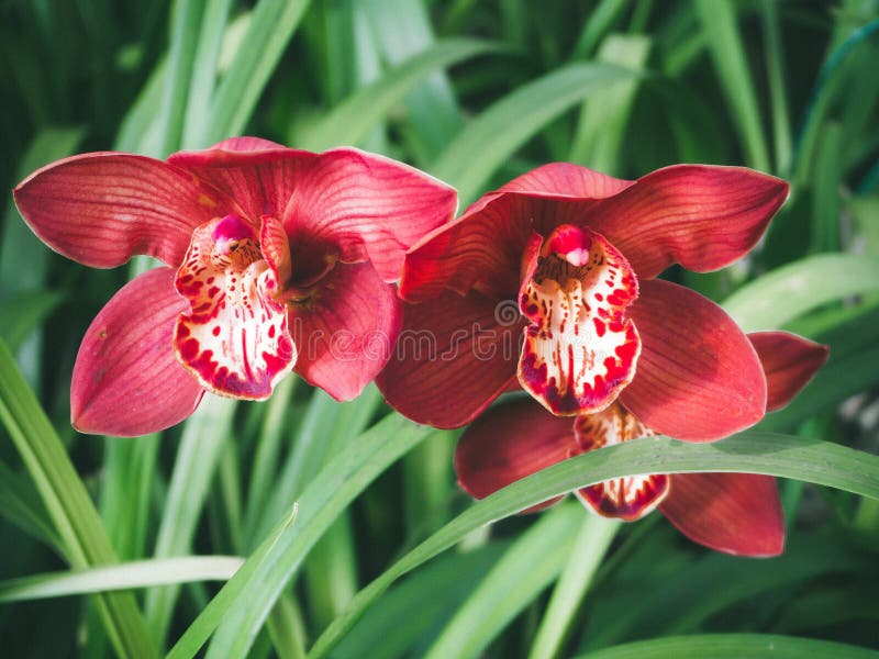 Beautiful Orchids in the Garden Stock Photo - Image of botany, beauty ...