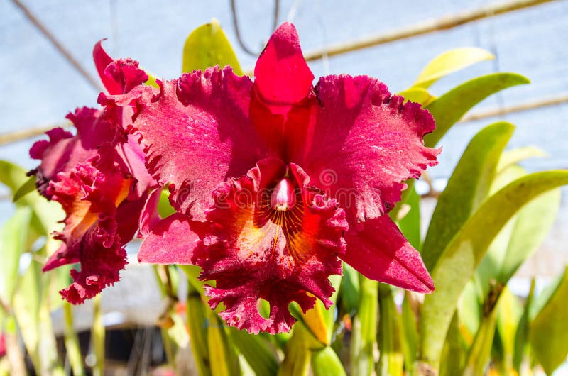 Beautiful Orchids in the Garden Stock Image - Image of peaceful, floral ...