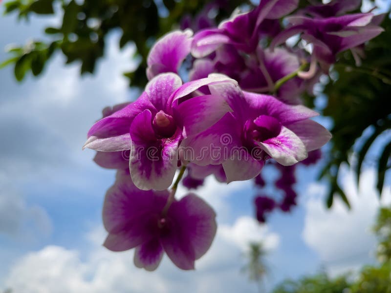The Beautiful Orchids in the Garden are in Bloom. Stock Photo - Image ...