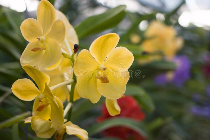 The Beautiful Orchids in Garden Stock Photo - Image of flower, blooming ...