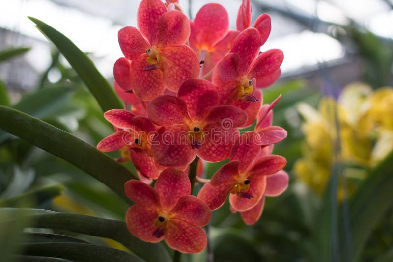The Beautiful Orchids in Garden Stock Image - Image of branch, flower ...