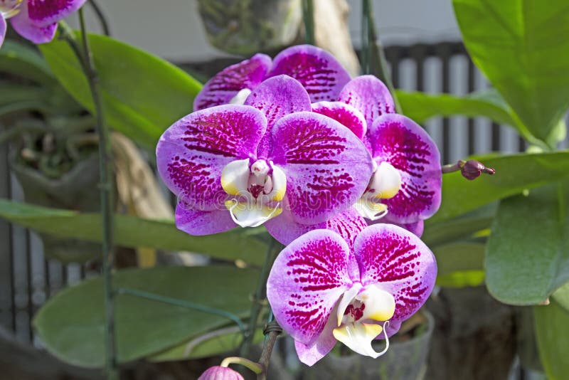 Beautiful Orchids in the Garden Stock Image - Image of summer, petal ...