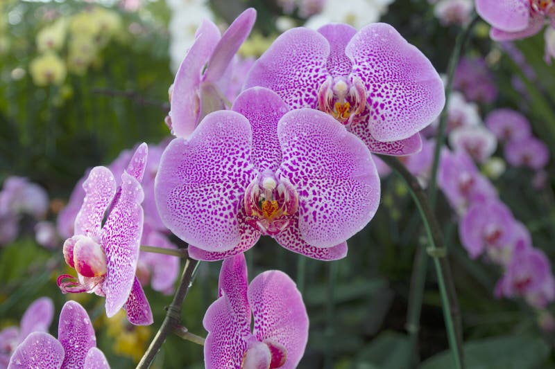 Beautiful Orchids that Brighten Up the Morning. Stock Photo - Image of ...