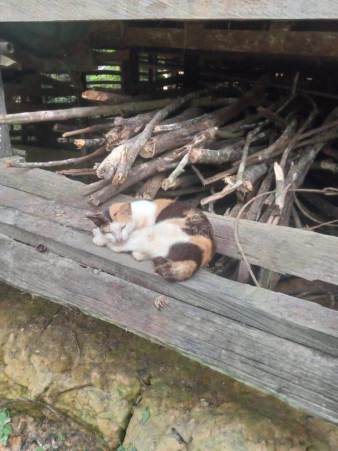 Beautiful Oren Cat Sleeping Stock Image - Image of animal, squirrel ...