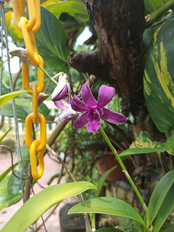 Beautiful Orkid in the Garden Stock Photo - Image of tree, orkid: 247831964