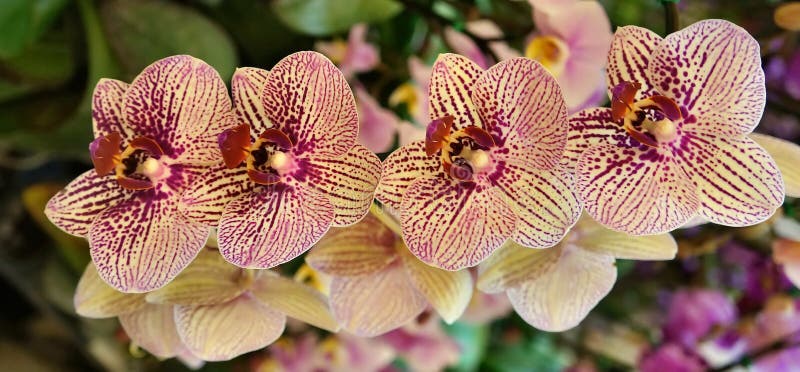 176 Orkid Stock Photos - Free & Royalty-Free Stock Photos from Dreamstime