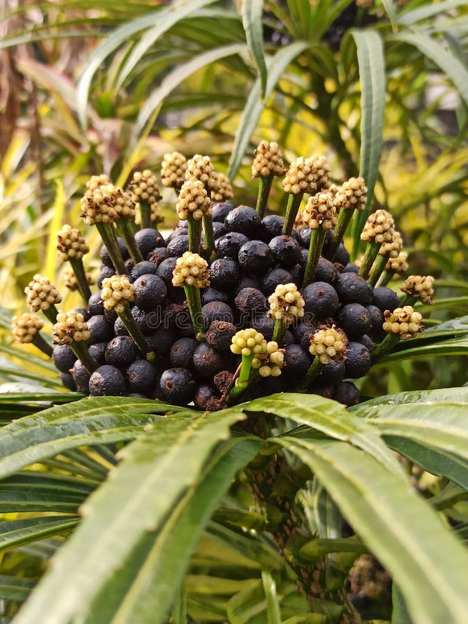 Bunga Hias stock image. Image of crop, shrub, evergreen - 262796487