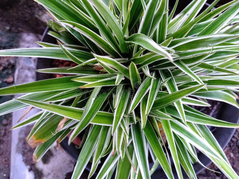 A Beautiful Ornamental Plant with a White Pattern on Each End of Its ...