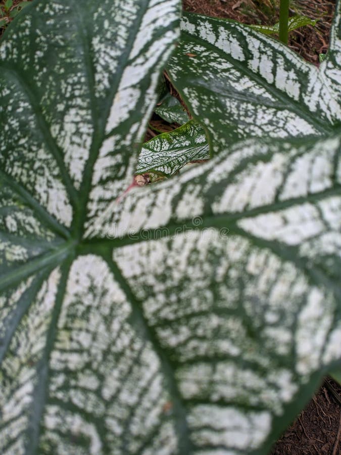 Beautiful Ornamental Taro Plant Stock Photo - Image of branch, autumn ...