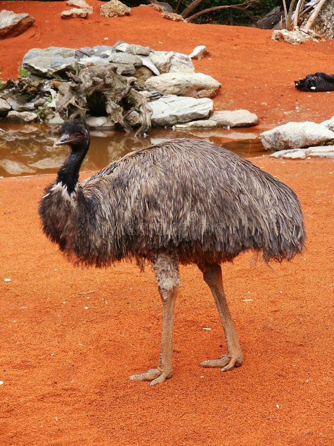 Beautiful ostrich stock photo. Image of heavy, earth, zagreb - 1162932
