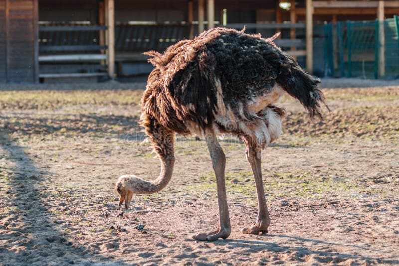 Beautiful Ostrich Walks on the Sky Background Stock Photo - Image of ...