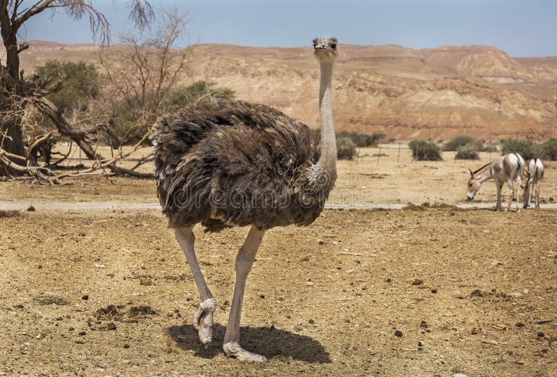 Beautiful ostrich isolated stock photo. Image of asian - 74958730