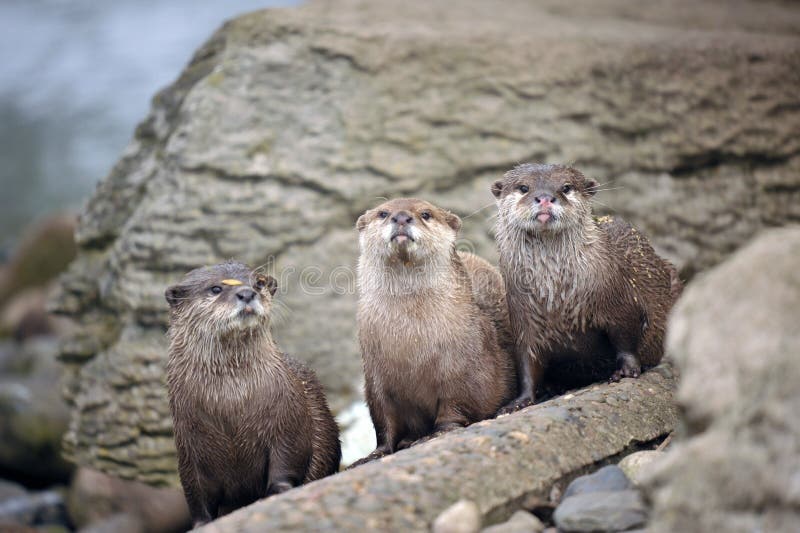 Otter family stock image. Image of mammal, family, otter - 117087