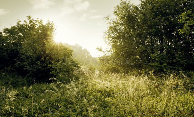 Beautiful overgrown meadow stock photo. Image of vegetation - 124065622