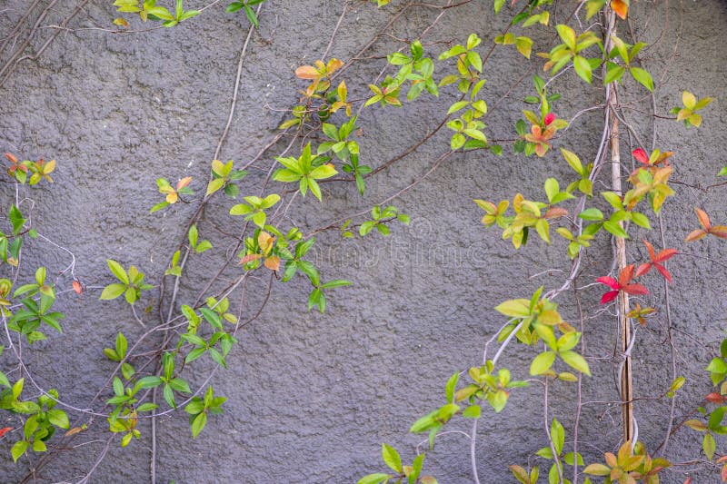 Beautiful Overgrown Wall. Climbing Plant on the Walls Stock Image ...