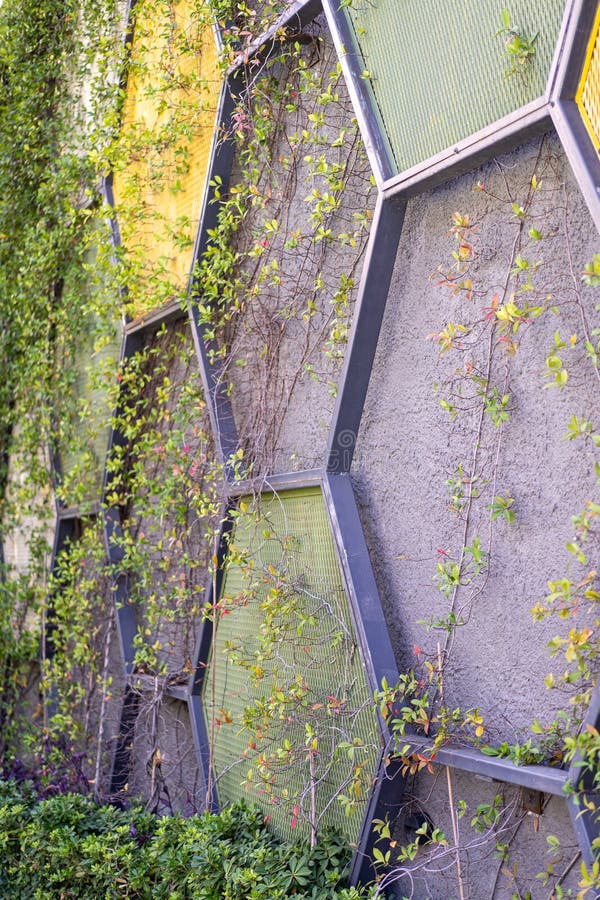 Beautiful Overgrown Wall. Climbing Plant on the Walls Stock Image ...