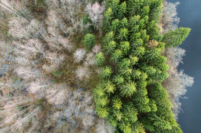 Beautiful Overhead Shot of a Forest Stock Image - Image of horizontal ...