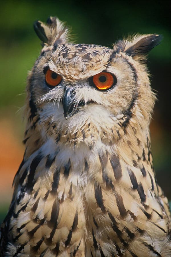 Beautiful owl stock illustration. Illustration of natural - 5870763