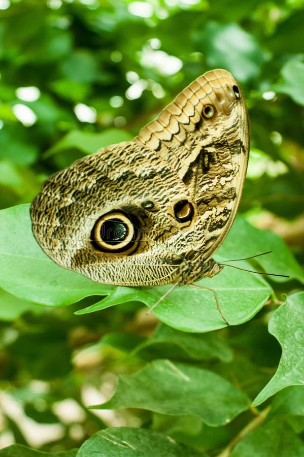 Beautiful Owl Butterfly Perched Atop a Tree Branch, Wings Fluttering in ...