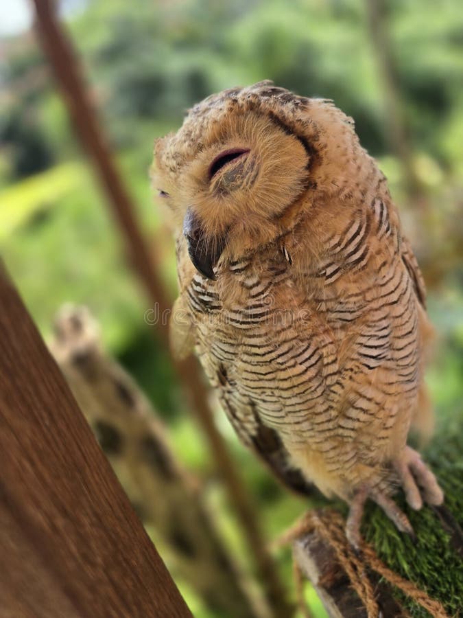 A Beautiful Owl for Entertaintment in the Theme Parl Stock Photo ...