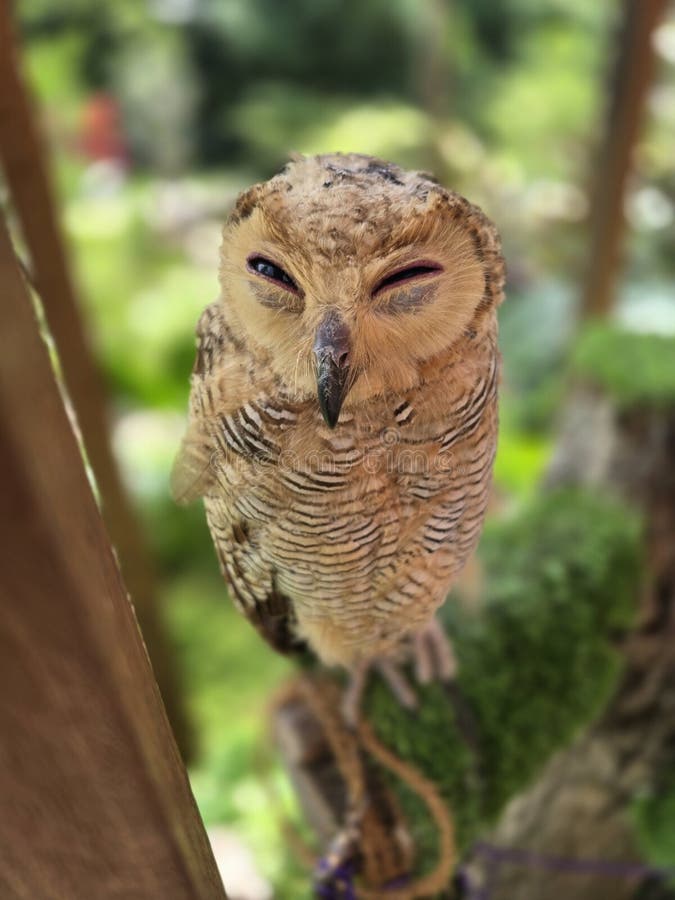 A Beautiful Owl for Entertaintment in the Theme Parl Stock Photo ...