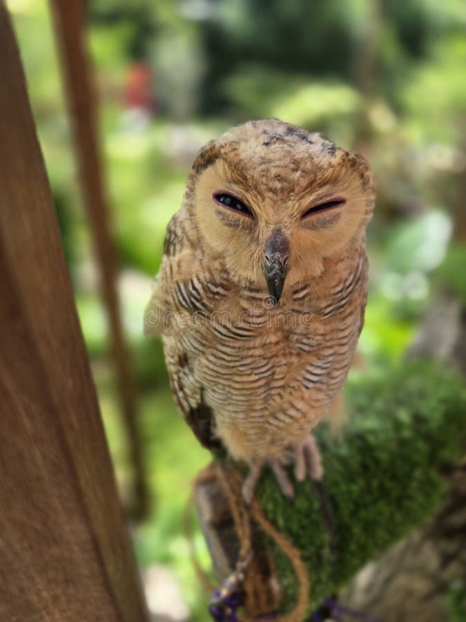 A Beautiful Owl for Entertaintment in the Theme Parl Stock Photo ...