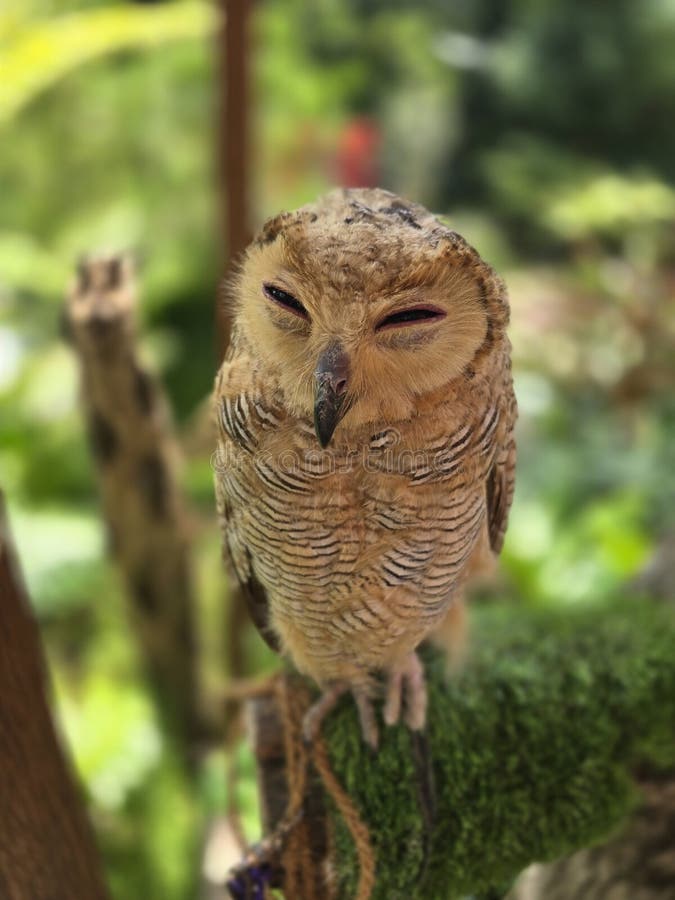 A Beautiful Owl for Entertaintment in the Theme Parl Stock Image ...