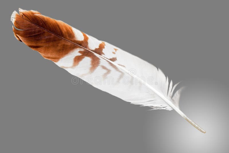 Beautiful owl feather stock photo. Image of coloured, fluffy - 6041888