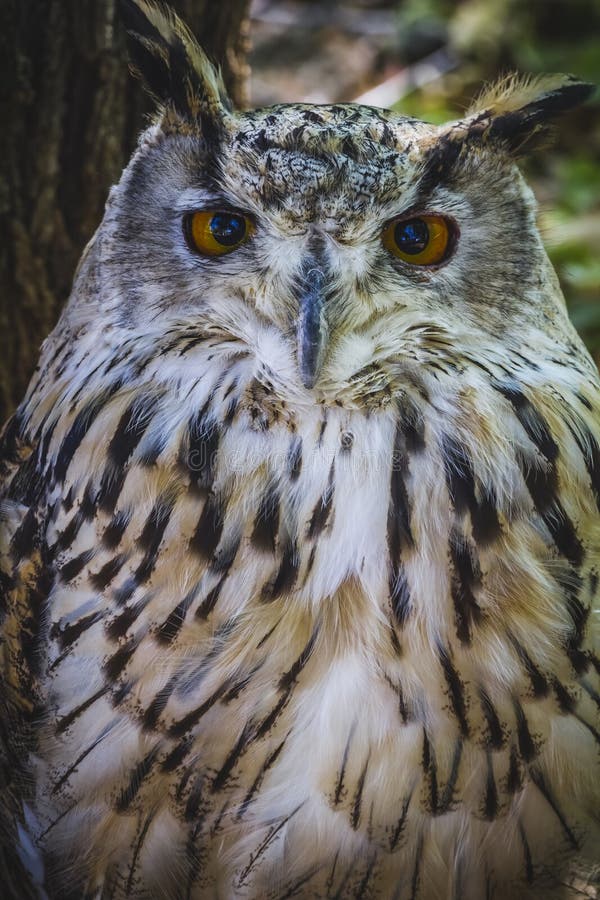 Beautiful Owl with Intense Eyes and Beautiful Plumage Stock Image ...