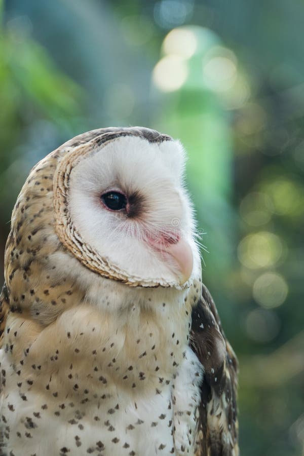 Beautiful owl in a zoo stock photo. Image of side, animals - 107971884