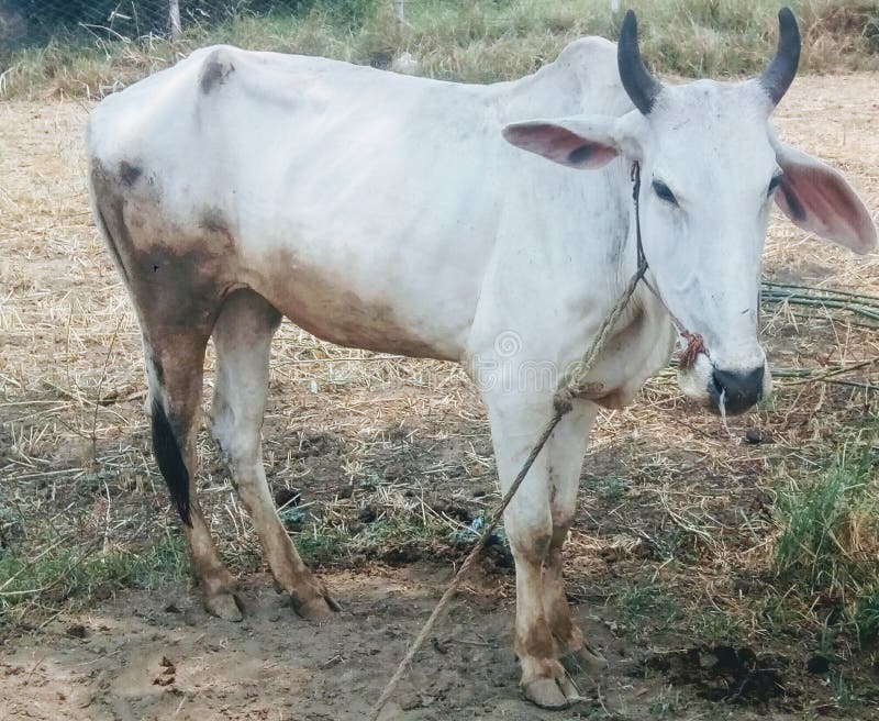 Very Beautiful Domestic Goat Stock Image - Image of head, domestic ...
