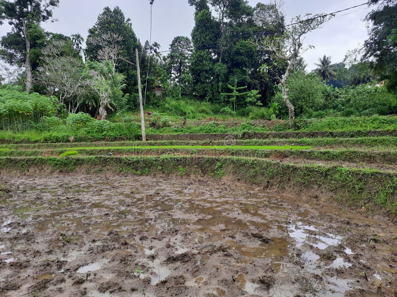 Beautiful Paddi Field Beautiful Village Stock Photo - Image of woodland ...