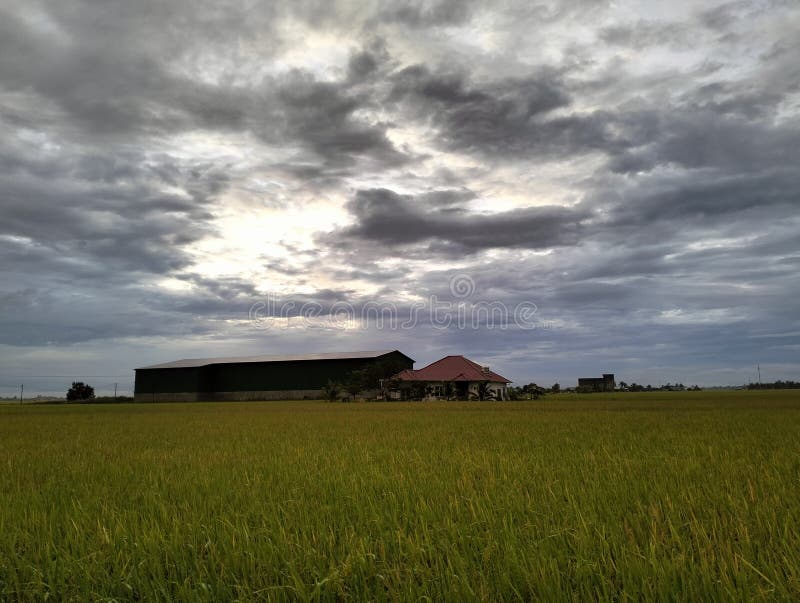 Beautiful Paddy Box at Sekinchan, Selangor Stock Image - Image of ...