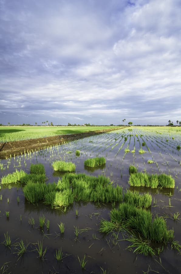 Beautiful Paddy Field at Morning.reflection and Dramatic Clouds with ...