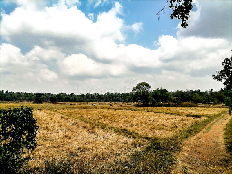 A Beautiful Paddy Field View in Sri Lanka Stock Image - Image of green ...