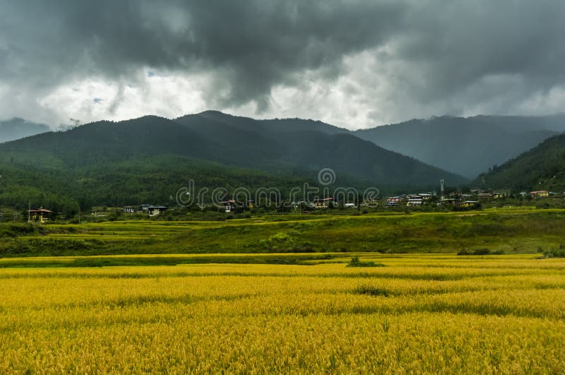 Paddy Fields in Khasi and Jaintia Hills of Meghalaya Stock Photo ...