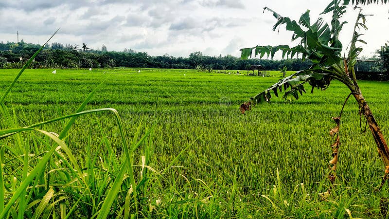 Beautiful Paddy Fields and a Reflection of the Welfare of Farmers Stock ...