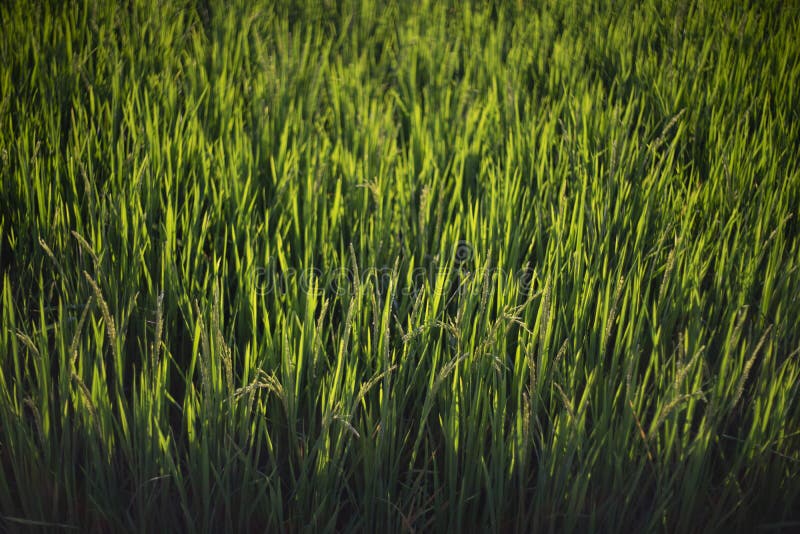 Beautiful Paddy Rice in Rice Field As Nature Background Stock Photo ...