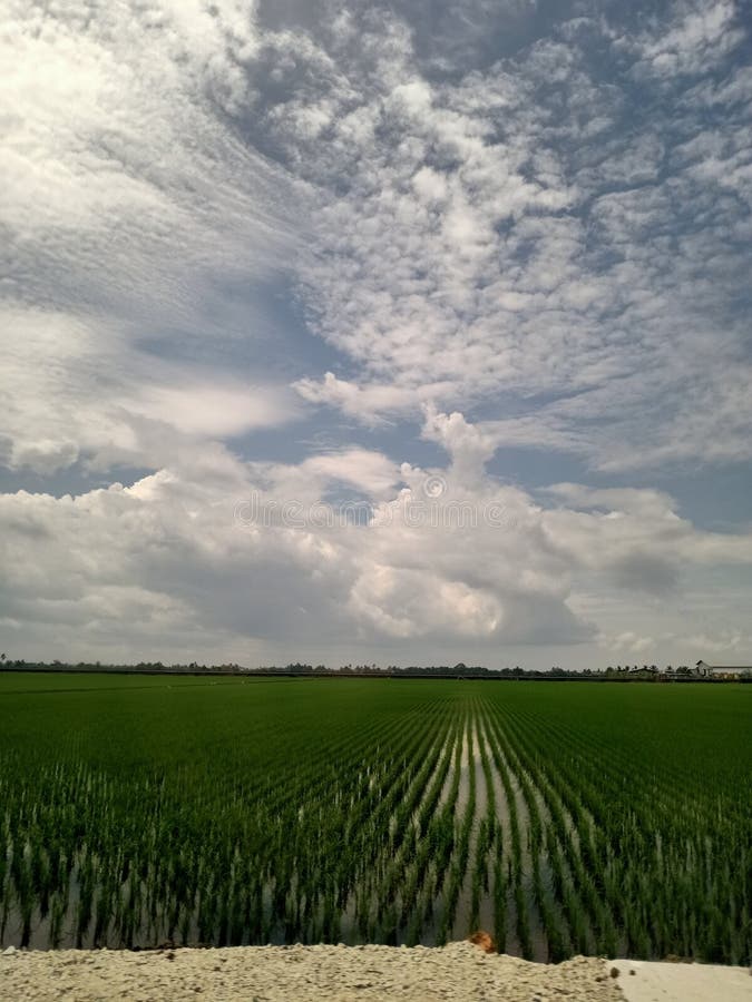 Beautiful Paddy View at Sekinchan, Selangor in the Morning Stock Photo ...